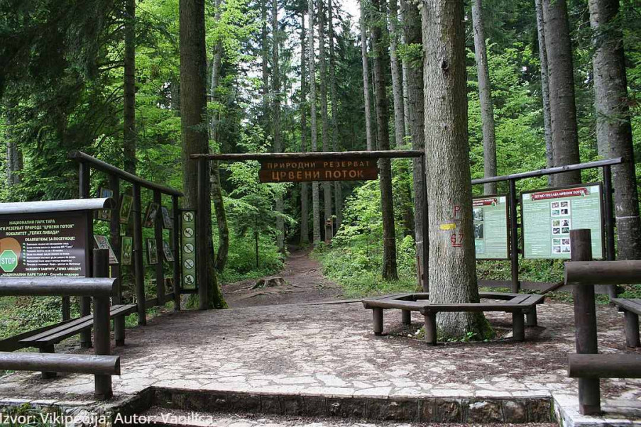 Mitrovac na Tari - Idealno Mesto za Dečiji Odmor