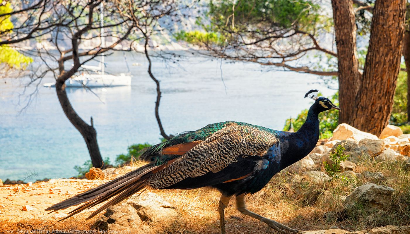 Lokrum - Omiljeno Izletište u Dubrovniku